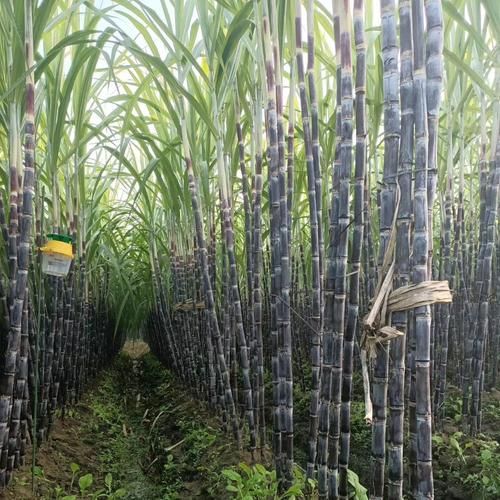 甘蔗图片大全大图_高清甘蔗图片怎么拍-第2张图片-山城妙识