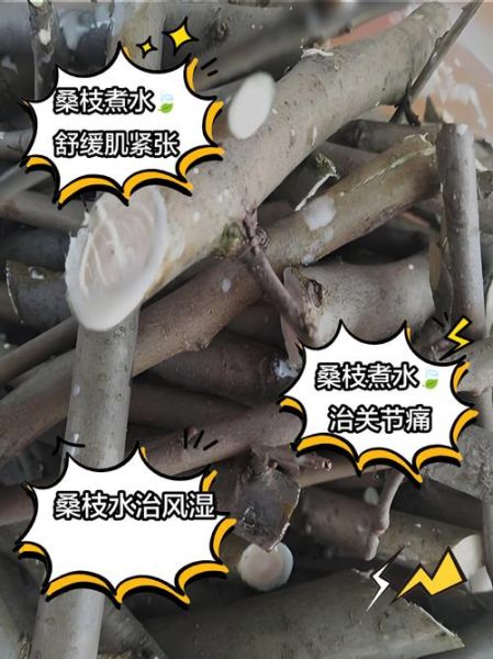 桑枝的功效与作用及禁忌_桑枝泡水喝的正确方法-第1张图片-山城妙识