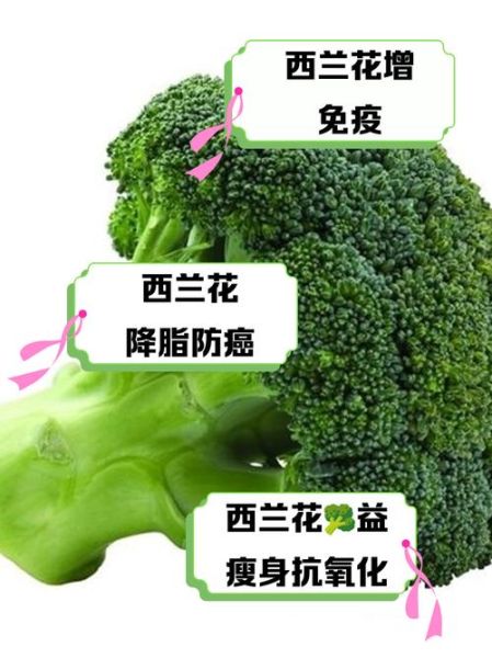 西兰花有什么功效_西兰花能减肥吗-第2张图片-山城妙识 西兰花有什么功效_西兰花能减肥吗-第2张图片-山城妙识