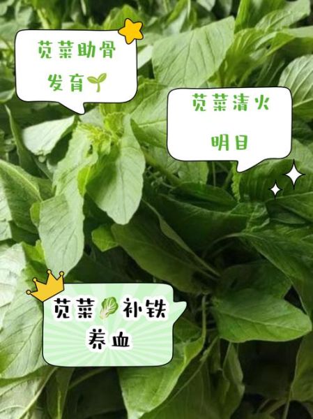 苋菜长什么样_苋菜有什么功效-第2张图片-山城妙识 苋菜长什么样_苋菜有什么功效-第2张图片-山城妙识