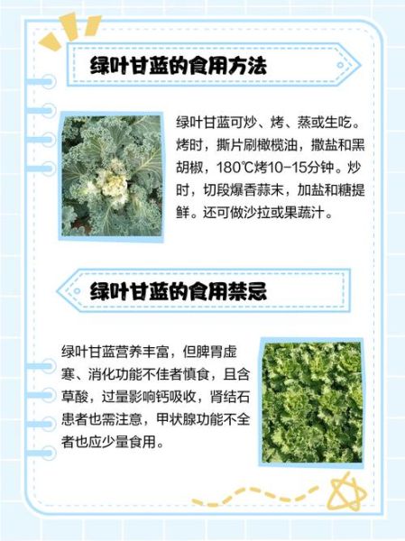 绿甘蓝能生吃吗_生吃绿甘蓝的好处与风险-第1张图片-山城妙识 绿甘蓝能生吃吗_生吃绿甘蓝的好处与风险-第1张图片-山城妙识