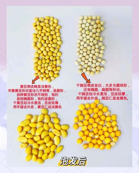 小黄豆和大黄豆的区别_哪个更好-第1张图片-山城妙识