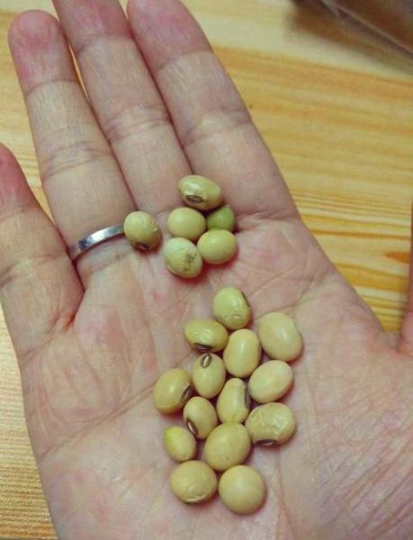 小黄豆和大黄豆的区别_哪个更好-第2张图片-山城妙识