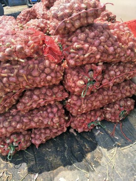 中牟大蒜今日价格_多少钱一斤-第3张图片-山城妙识