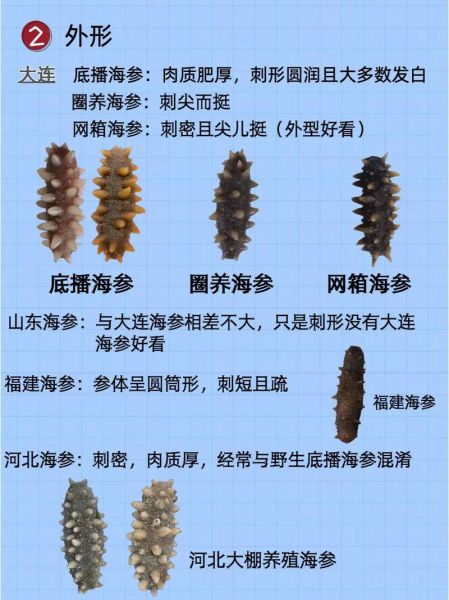 大连野生海参多少钱一斤_如何辨别真假-第2张图片-山城妙识