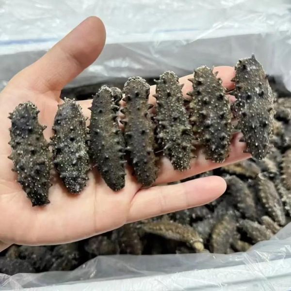 大连野生海参多少钱一斤_如何辨别真假-第3张图片-山城妙识