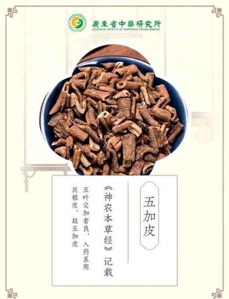 五加皮酒的功效与作用_五加皮酒怎么泡才正宗-第3张图片-山城妙识