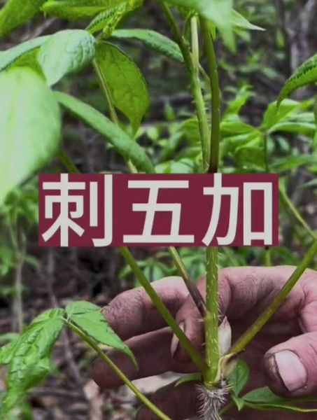 五加皮酒的功效与作用_五加皮酒怎么泡才正宗-第2张图片-山城妙识