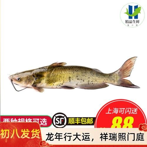 叉尾鮰鱼和清江鱼的区别_哪个更好吃-第3张图片-山城妙识