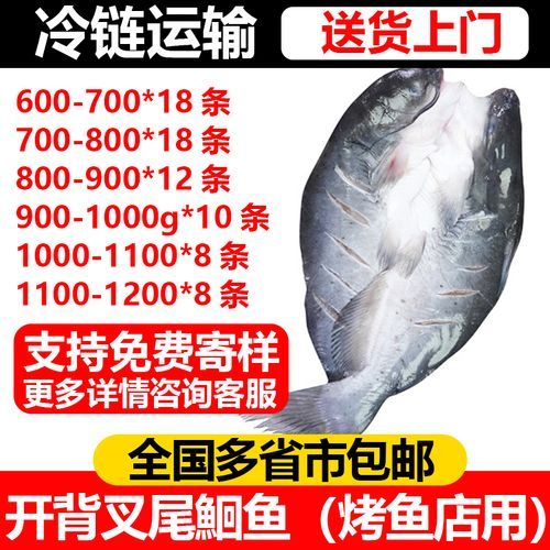 叉尾鮰鱼和清江鱼的区别_哪个更好吃-第2张图片-山城妙识