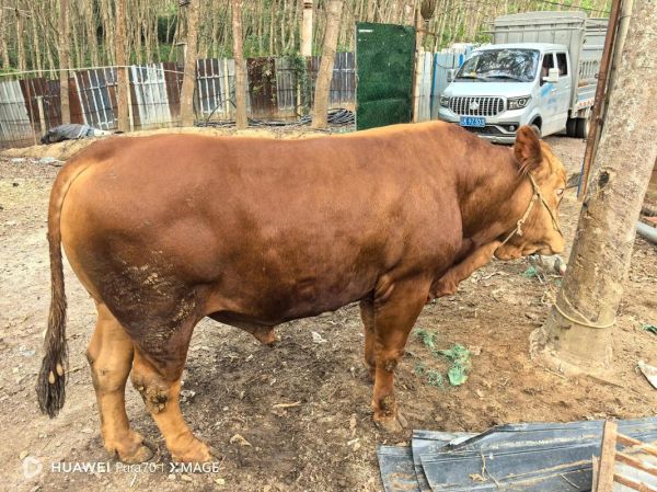 剥皮牛多少钱一斤_剥皮牛价格行情-第3张图片-山城妙识