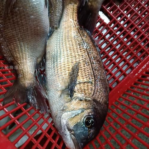 加吉鱼多少钱一斤_加吉鱼价格走势-第1张图片-山城妙识 加吉鱼多少钱一斤_加吉鱼价格走势-第1张图片-山城妙识