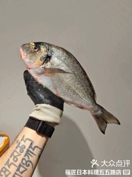 加吉鱼多少钱一斤_加吉鱼价格走势-第2张图片-山城妙识 加吉鱼多少钱一斤_加吉鱼价格走势-第2张图片-山城妙识