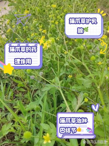 猫爪草的功效与作用_猫爪草图片长什么样-第1张图片-山城妙识