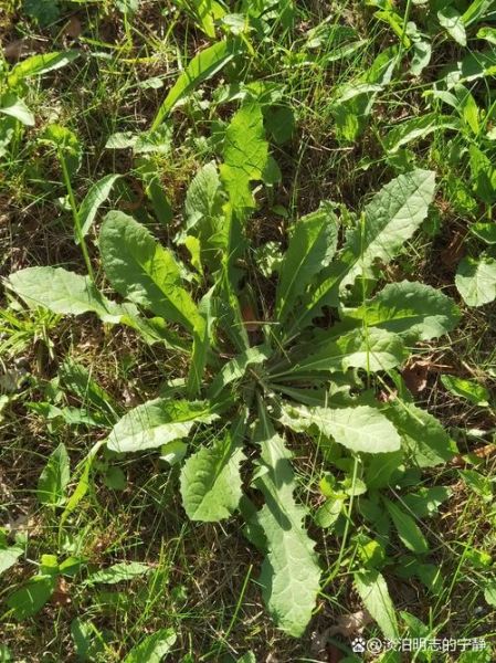 蒲公英能治妇科炎症吗_蒲公英怎么用效果最好-第2张图片-山城妙识