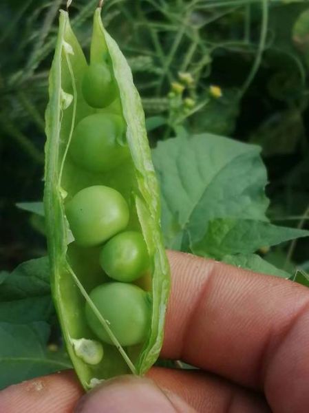 豌豆荚下载官方下载_豌豆荚安全吗-第3张图片-山城妙识 豌豆荚下载官方下载_豌豆荚安全吗-第3张图片-山城妙识