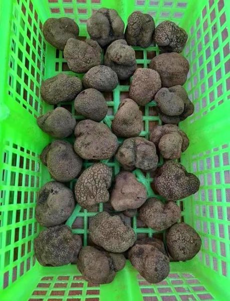 黑松露怎么吃_黑松露做法大全带图-第1张图片-山城妙识