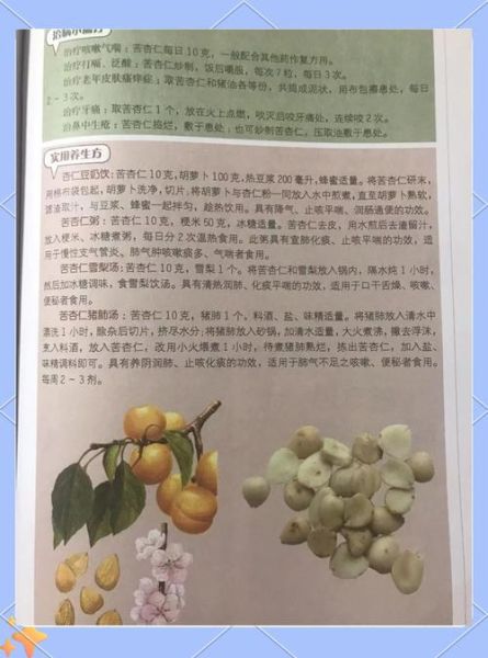 苦杏仁的功效与作用禁忌_苦杏仁怎么吃才安全-第3张图片-山城妙识