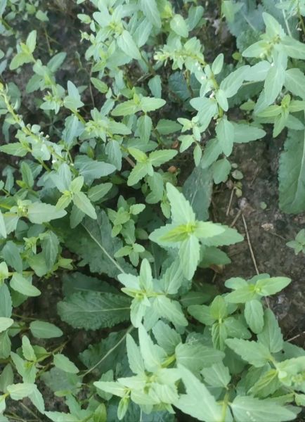 半枝莲和蛇舌草能长期喝吗_有什么副作用-第1张图片-山城妙识