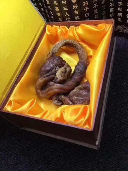 虎鞭会让母虎痛苦吗_母虎交配疼痛真相-第1张图片-山城妙识