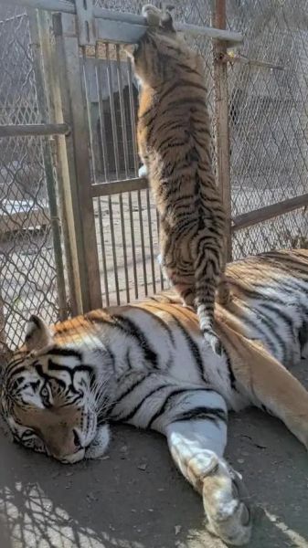 虎鞭会让母虎痛苦吗_母虎交配疼痛真相-第3张图片-山城妙识