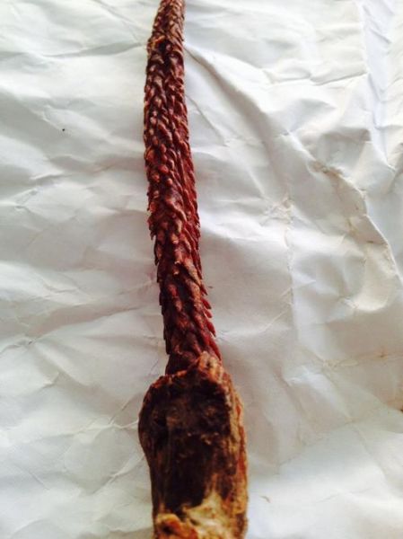 虎鞭会让母虎痛苦吗_母虎交配疼痛真相-第2张图片-山城妙识