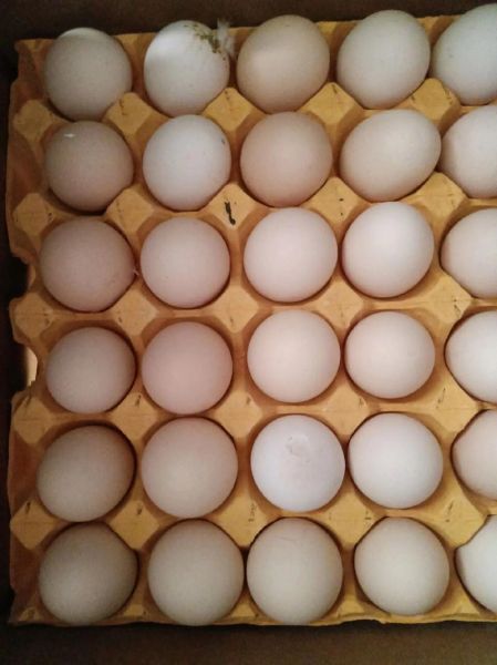 虫草鸡蛋是什么_虫草鸡蛋营养价值高吗-第1张图片-山城妙识