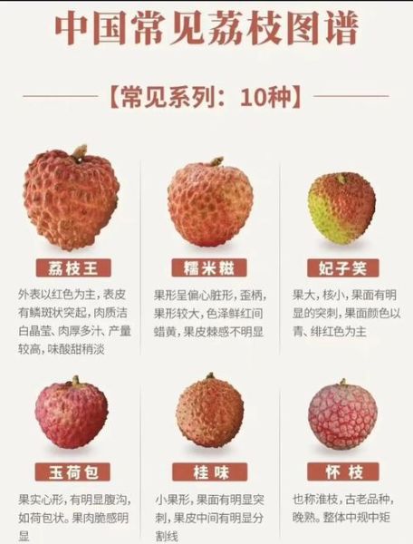荔枝品种哪个好_妃子笑和桂味谁更甜-第1张图片-山城妙识