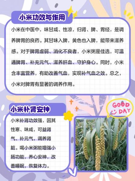 长期吃小米的好处_小米能天天吃吗-第1张图片-山城妙识