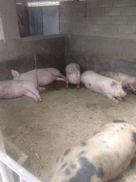 30斤小猪多少钱一斤_30斤小猪价格行情-第2张图片-山城妙识