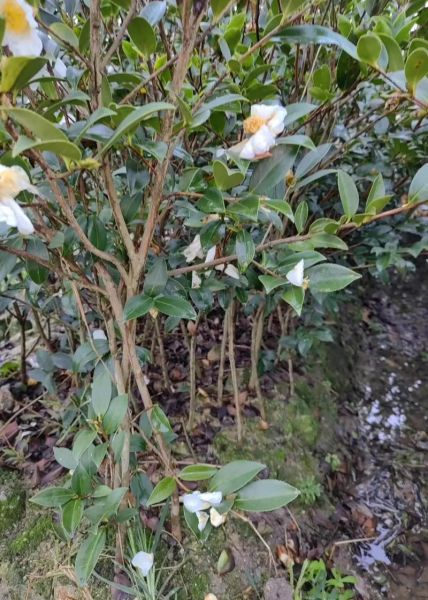 油茶树苗什么时候种植最好_油茶树苗最佳种植时间-第3张图片-山城妙识