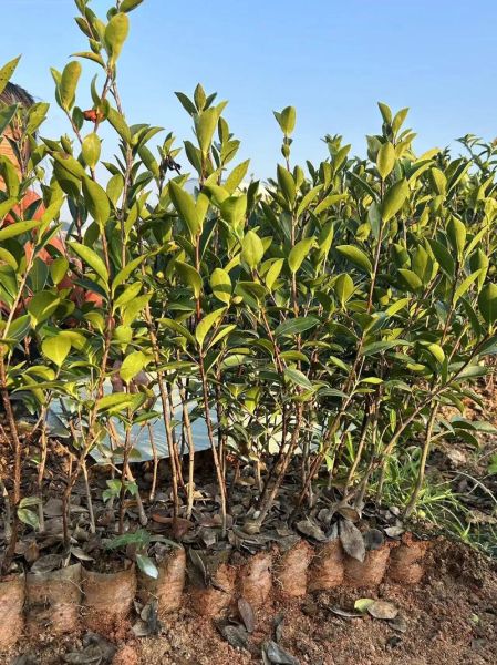 油茶树苗什么时候种植最好_油茶树苗最佳种植时间-第1张图片-山城妙识