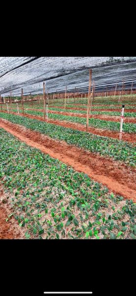 油茶树苗什么时候种植最好_油茶树苗最佳种植时间-第2张图片-山城妙识