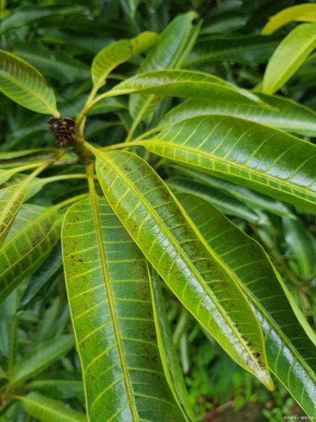 枇杷叶治疗咽喉炎多久见效_枇杷叶怎么喝最有效-第3张图片-山城妙识