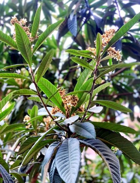 枇杷叶治疗咽喉炎多久见效_枇杷叶怎么喝最有效-第1张图片-山城妙识