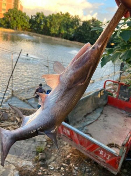 鸭嘴鲟是不是保护动物_鸭嘴鲟养殖合法吗-第1张图片-山城妙识