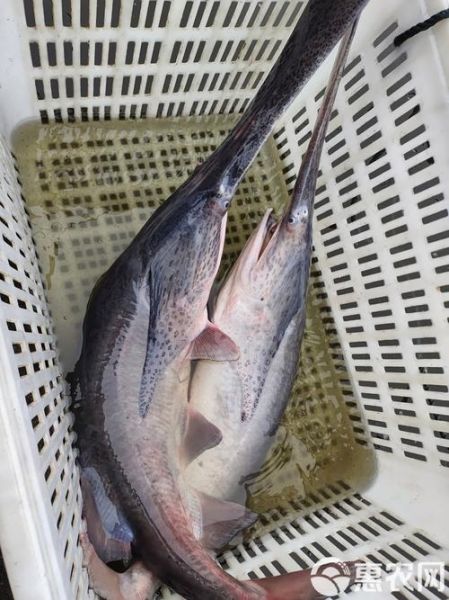 鸭嘴鲟是不是保护动物_鸭嘴鲟养殖合法吗-第2张图片-山城妙识