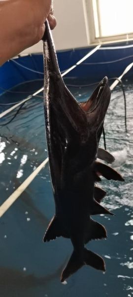 鸭嘴鲟是不是保护动物_鸭嘴鲟养殖合法吗-第3张图片-山城妙识