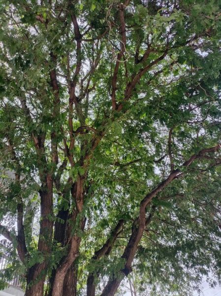 酸角树图片_如何识别酸角树-第1张图片-山城妙识