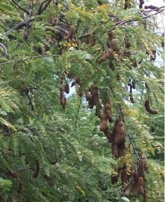 酸角树图片_如何识别酸角树-第2张图片-山城妙识