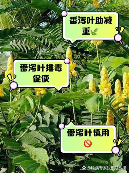 天天喝番泻叶瘦了50斤_真的能减肥吗-第2张图片-山城妙识 天天喝番泻叶瘦了50斤_真的能减肥吗-第2张图片-山城妙识