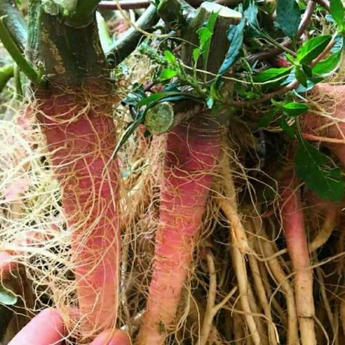 红菜头能降血糖吗_红菜头怎么吃最营养-第2张图片-山城妙识