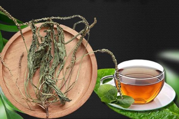 车前草泡水哪些人不能喝_禁忌人群全解析-第1张图片-山城妙识