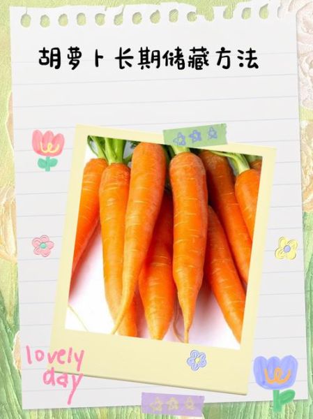 胡萝卜怎么保存不发芽_胡萝卜图片高清细节-第3张图片-山城妙识