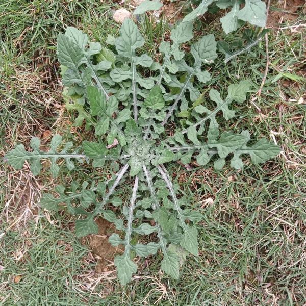 牙痛最怕的一种野草_怎么用效果最好-第1张图片-山城妙识