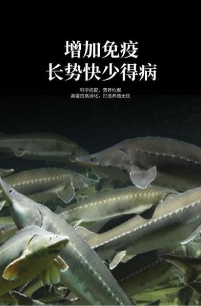 中华鲟鱼吃什么_中华鲟鱼饲料选择-第1张图片-山城妙识