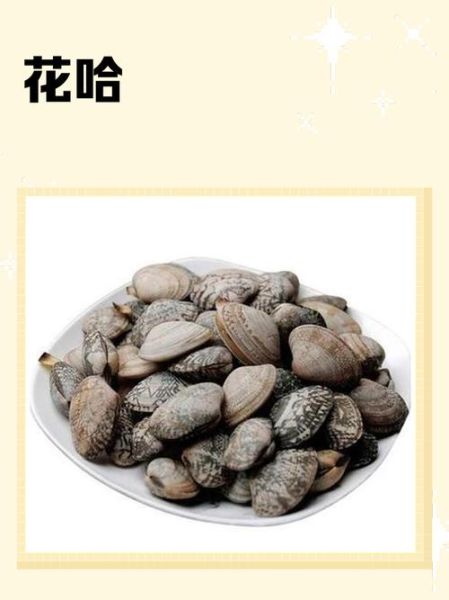 文蛤和花甲哪个好吃_口感营养区别-第3张图片-山城妙识