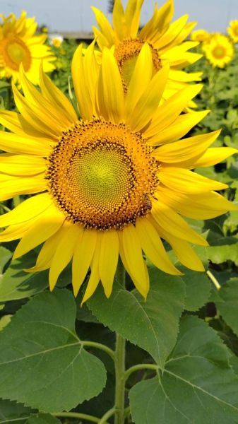 向日葵视频下载安装无限看下载_如何安全获取最新版-第2张图片-山城妙识 向日葵视频下载安装无限看下载_如何安全获取最新版-第2张图片-山城妙识