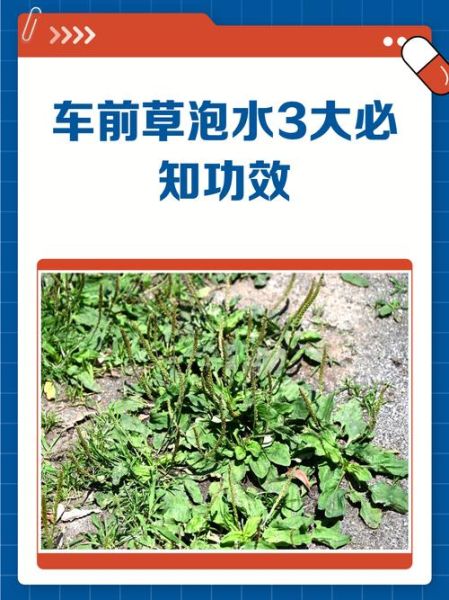 车前草泡水喝的功效与副作用_能长期喝吗-第2张图片-山城妙识 车前草泡水喝的功效与副作用_能长期喝吗-第2张图片-山城妙识