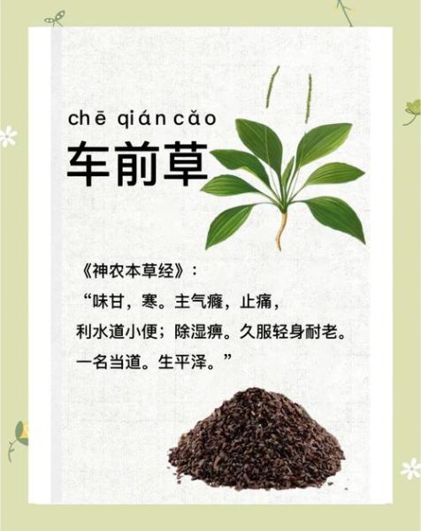 车前子有什么功效与作用_车前子怎么吃效果最好-第1张图片-山城妙识